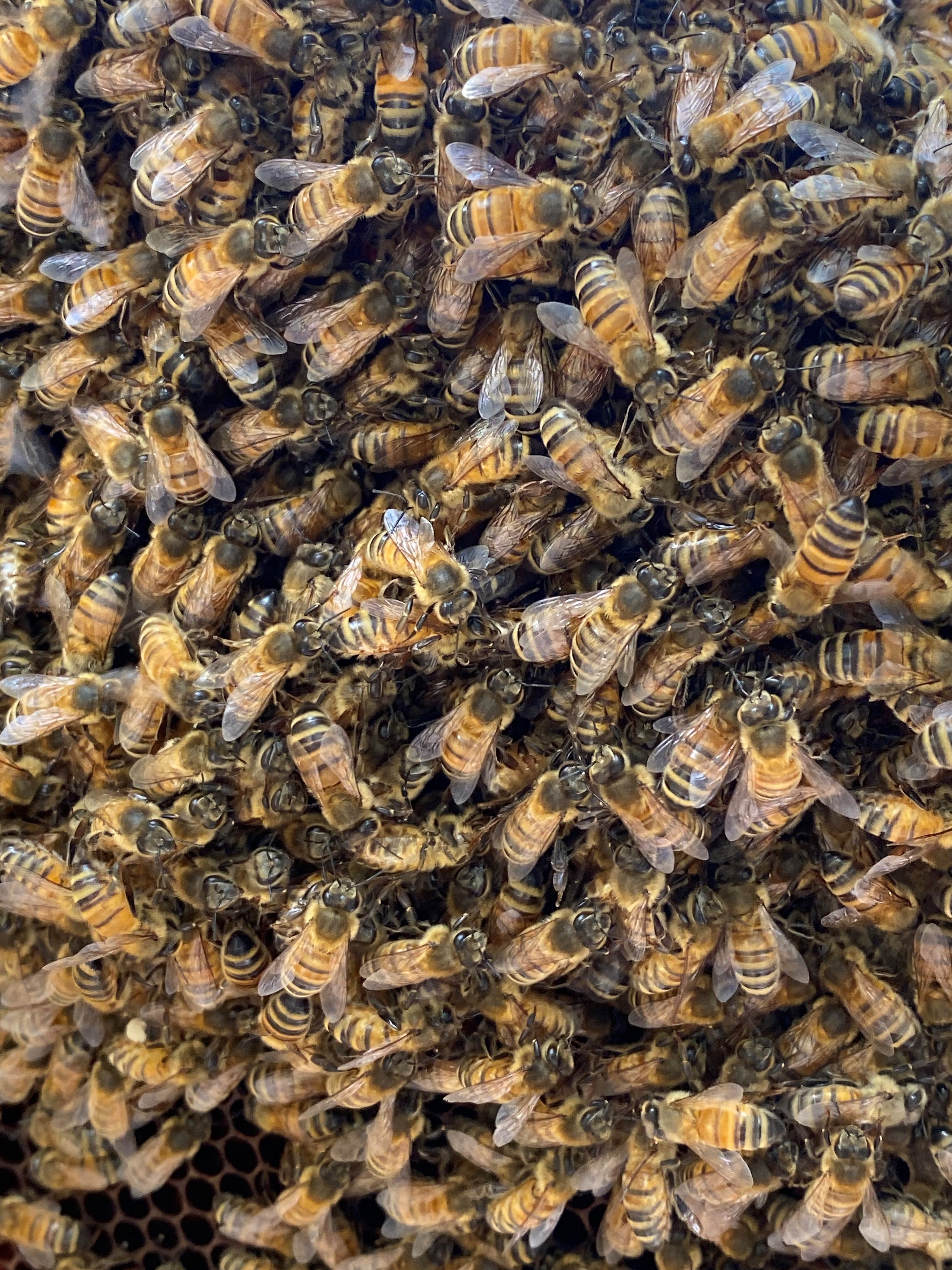 Harrow's honey – Harrow's Honey